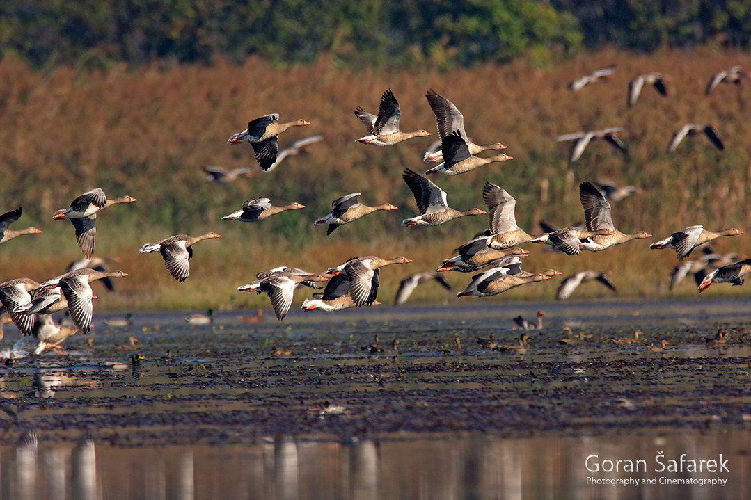 Endemi - Priroda Hrvatske