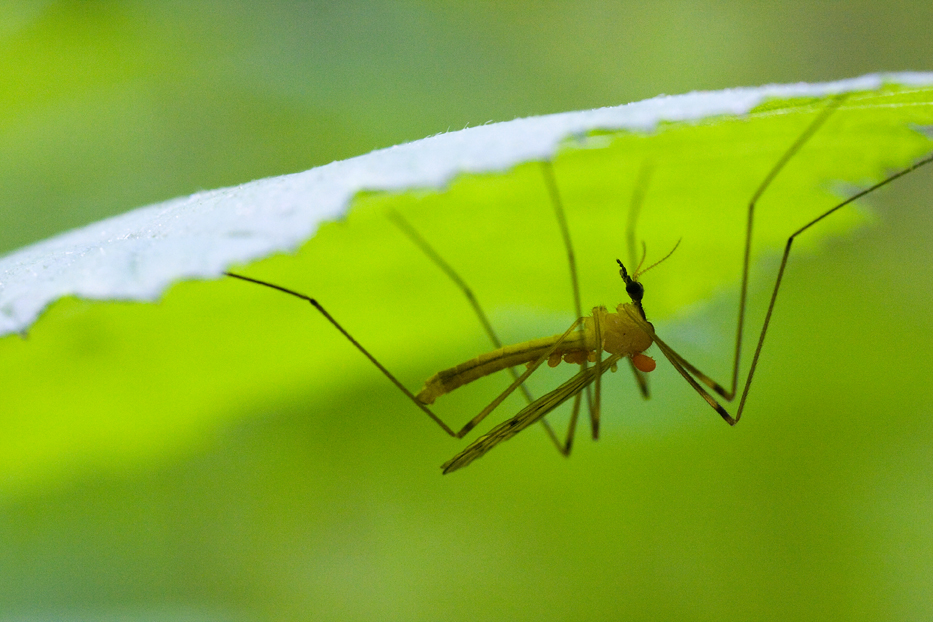 Komarci - krvopije naših šuma i močvara, ali i gradova - Priroda Hrvatske