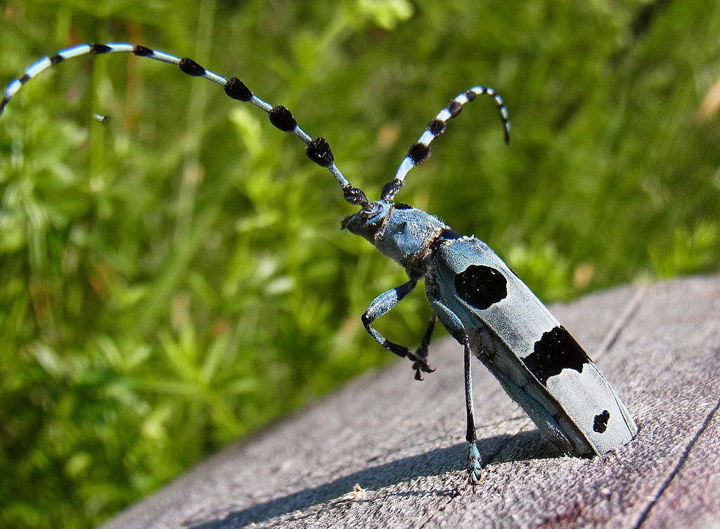 Alpska strizibuba - šareni kornjaš ljubitelj starog drva