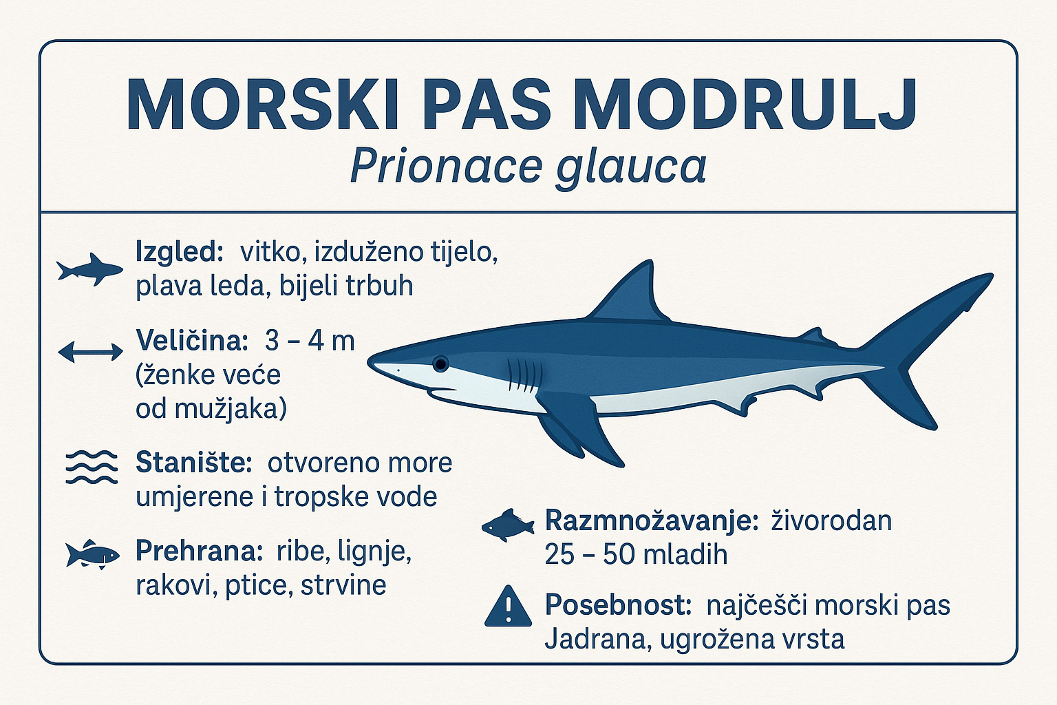 Morski pas modrulj – najčešći morski pas Jadrana - Priroda Hrvatske