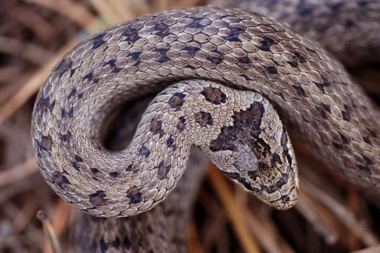 Smukulja - mala, ali agresivna zmija - Priroda Hrvatske