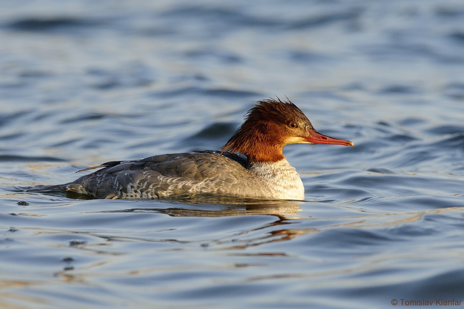 Ptice močvarice - Priroda Hrvatske