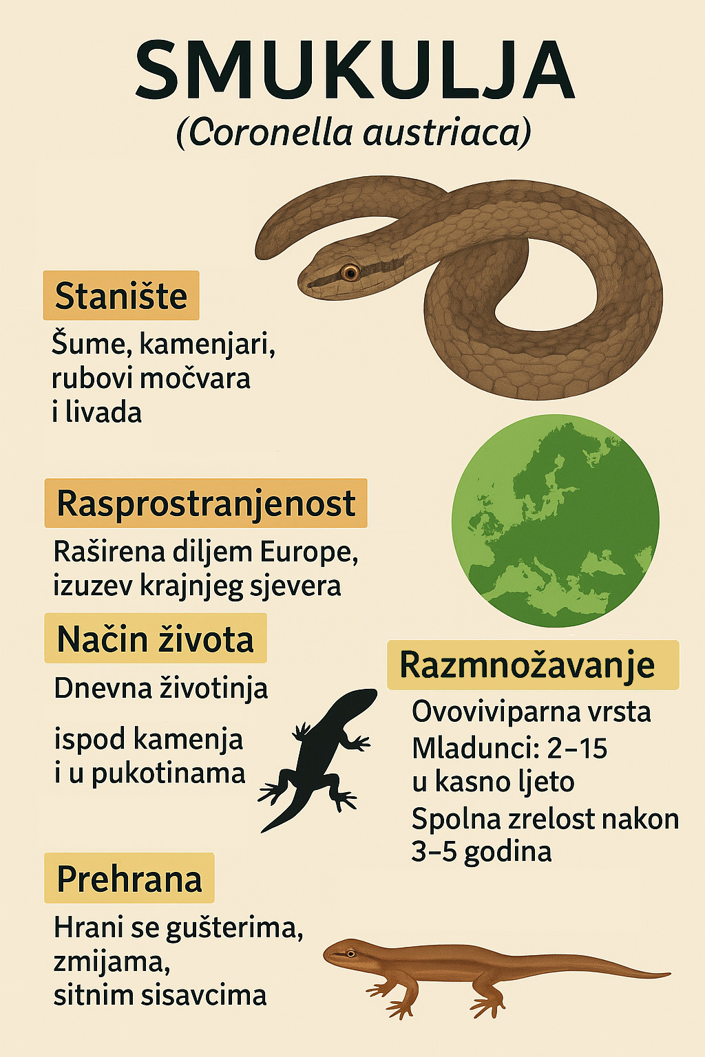 Smukulja - mala, ali agresivna zmija - Priroda Hrvatske
