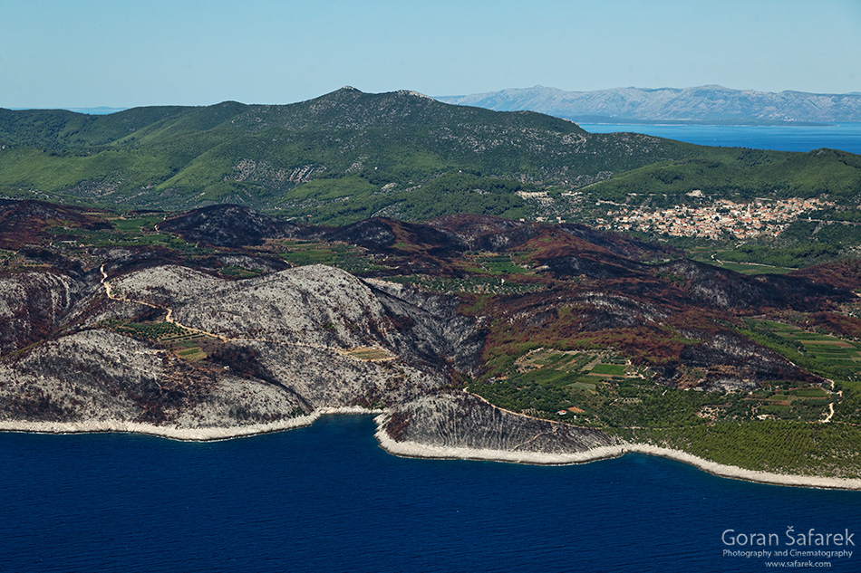 Alepski bor - mirisno drvo Jadrana