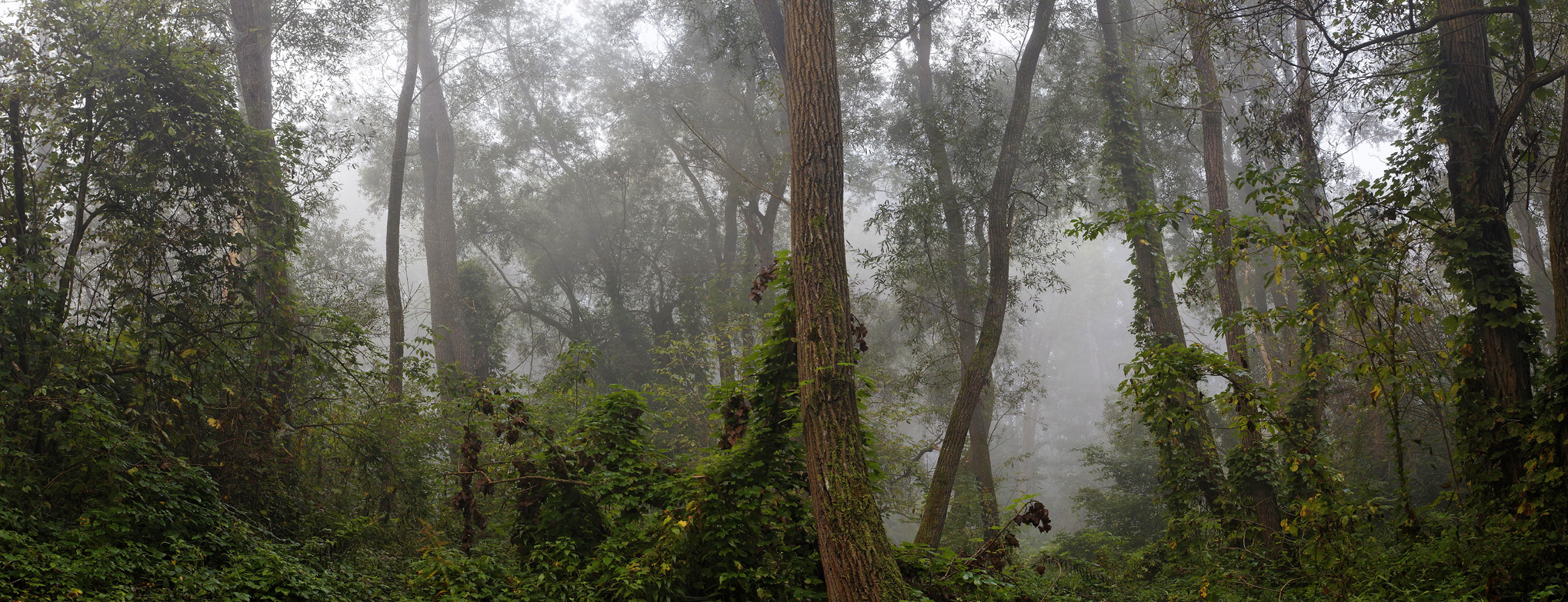 Hrvatske prašume - Priroda Hrvatske