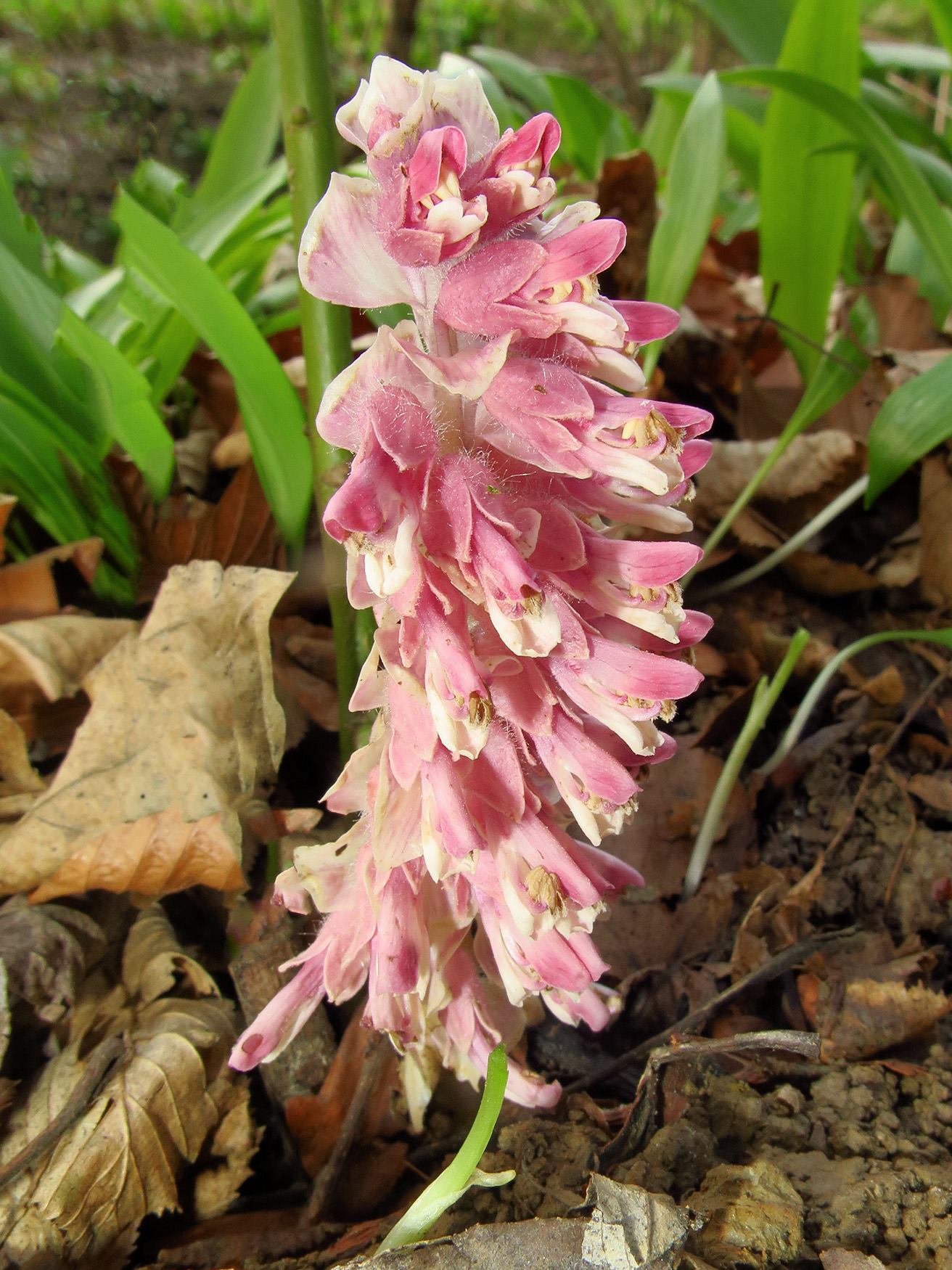 Ljuskava potajnica - biljka parazit - Priroda Hrvatske