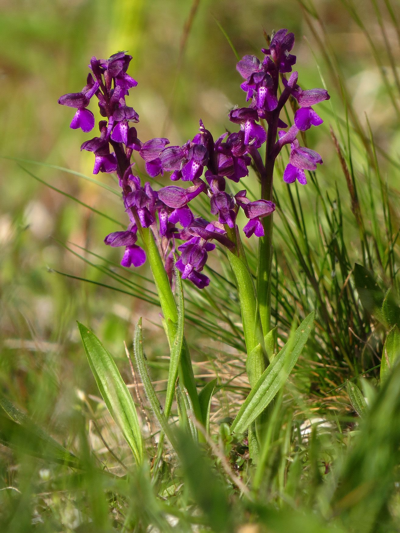 Mali kaćun (Orchis morio) - Priroda Hrvatske