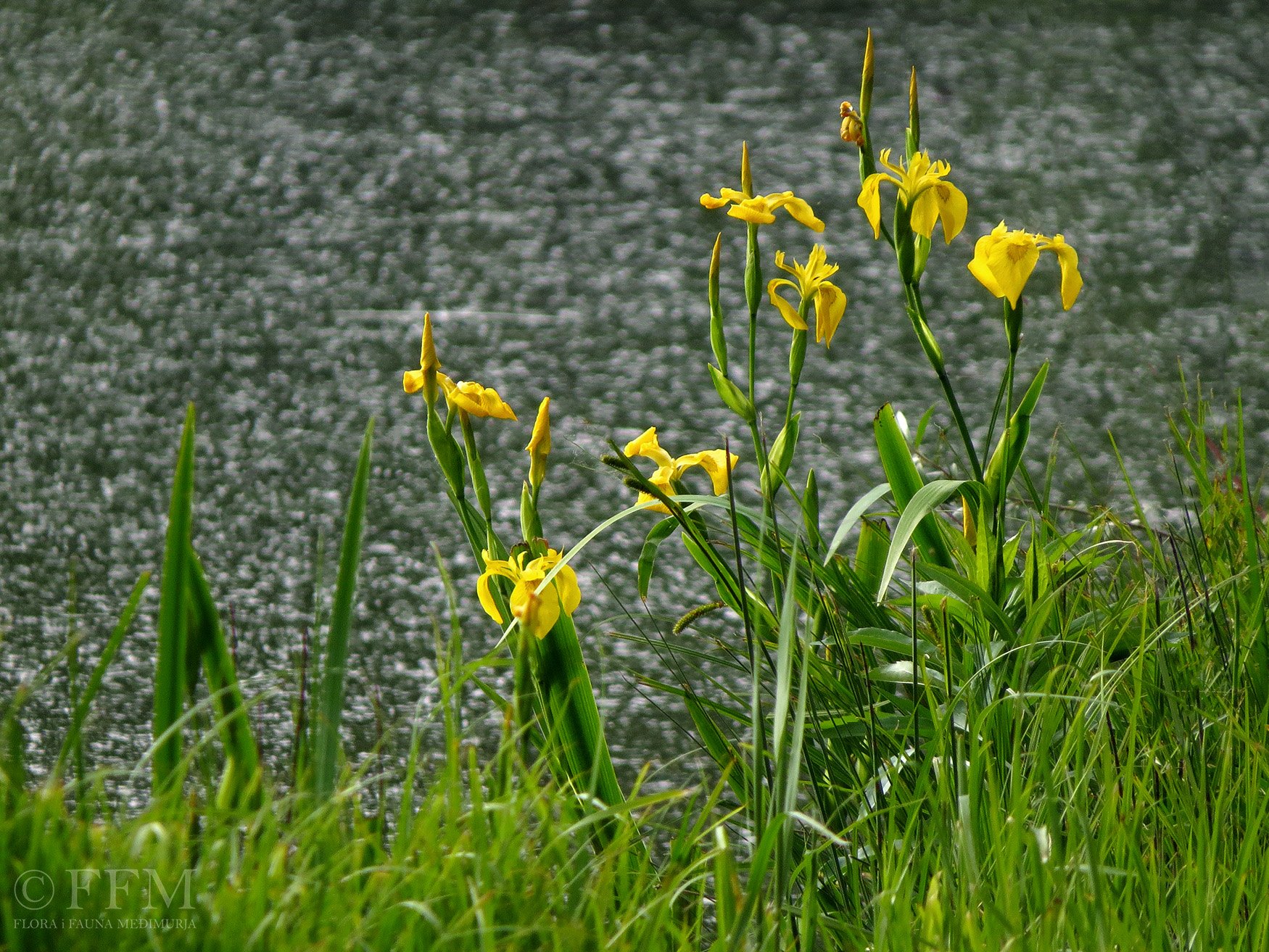 Žuta perunika - žuti ukras vodenih staništa - Priroda Hrvatske