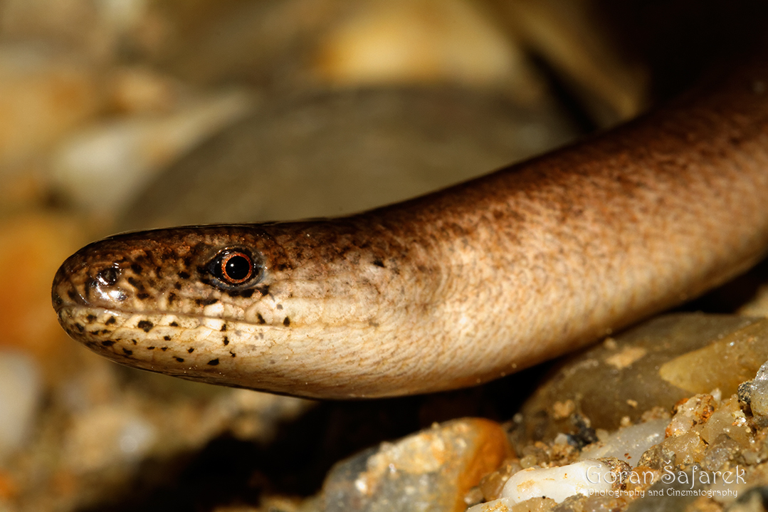 Gušteri Hrvatske - Priroda Hrvatske