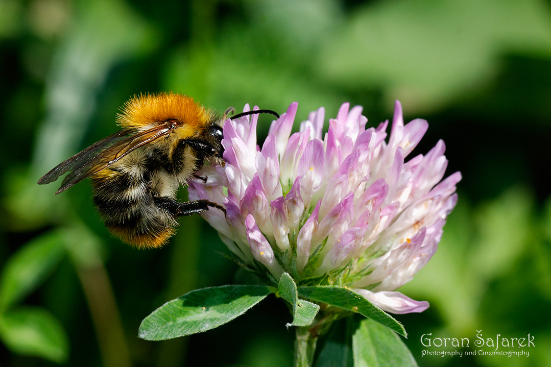 Bumbari - Priroda Hrvatske