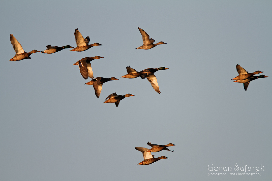 Šareni svijet patki: zaron u život ovih razigranih ptica močvarica - Priroda Hrvatske