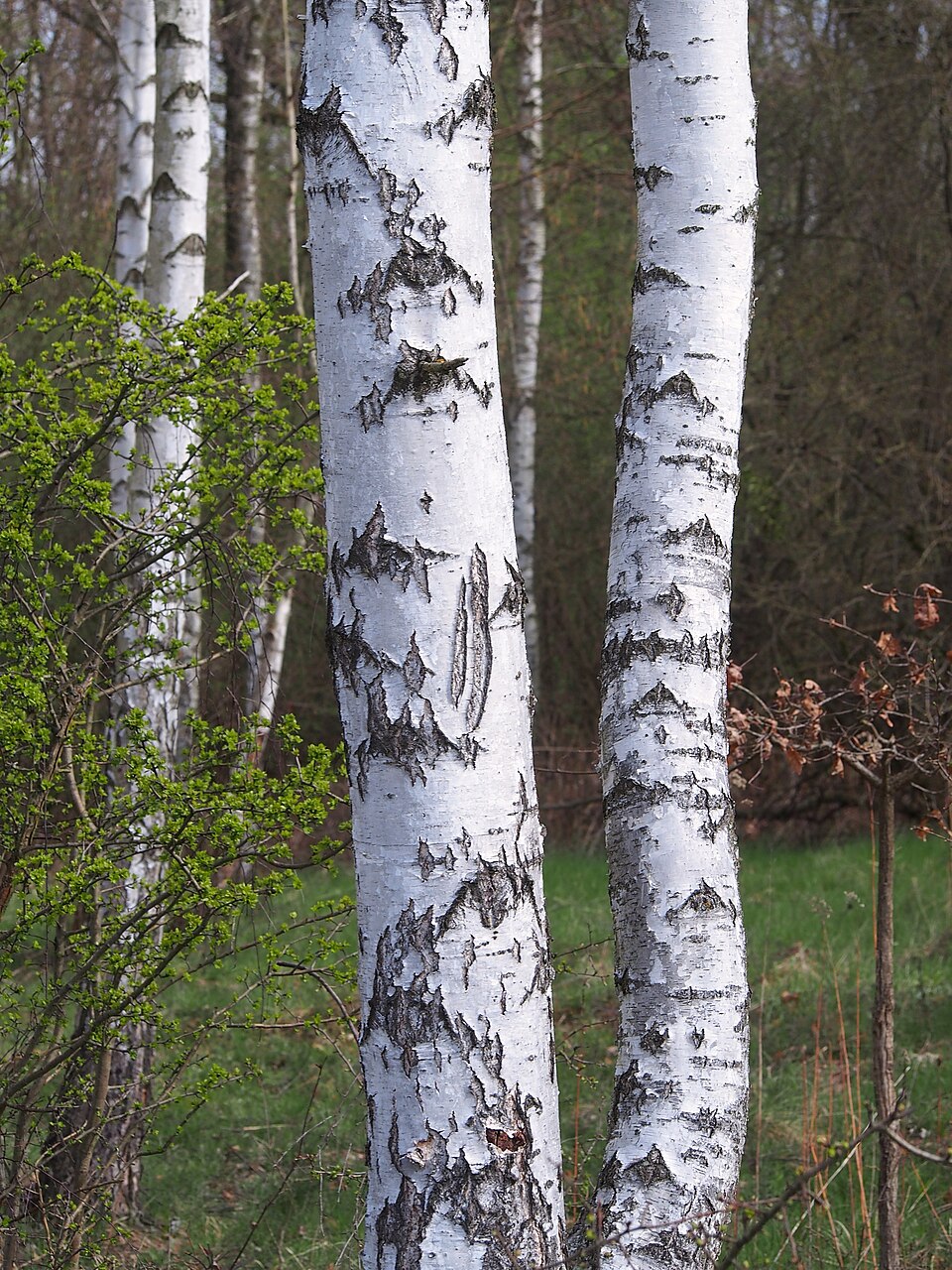 Breza – vitko bijelo stablo hrvatskih šuma - Priroda Hrvatske